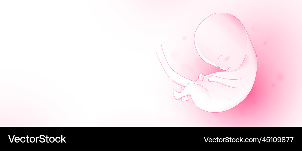 Human embryo the fetus inside womb Royalty Free Vector Image