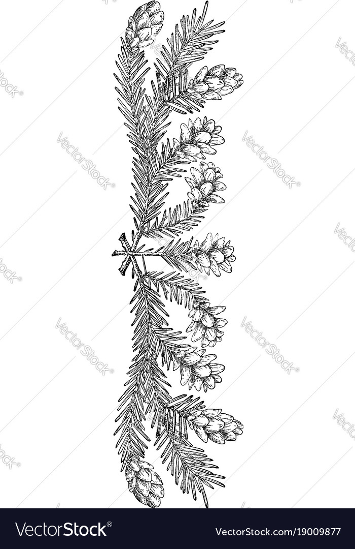 Pine cone border left have pine branches and Vector Image