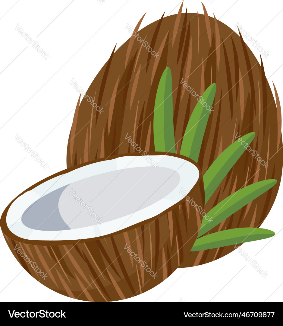 Whole and half of coconut fruit Royalty Free Vector Image