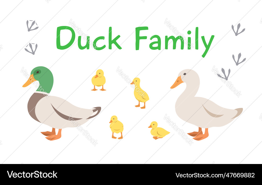 Duck drake and ducklings flat cartoon Royalty Free Vector