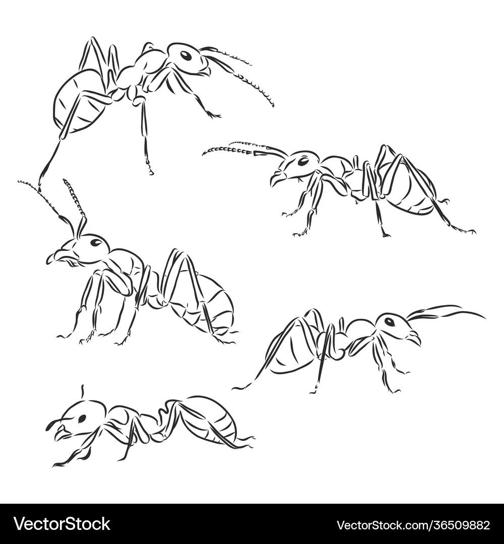 Hand drawn sketch cartoon red ant Royalty Free Vector Image