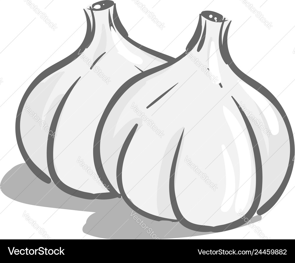 Simple of two white garlics on background Vector Image