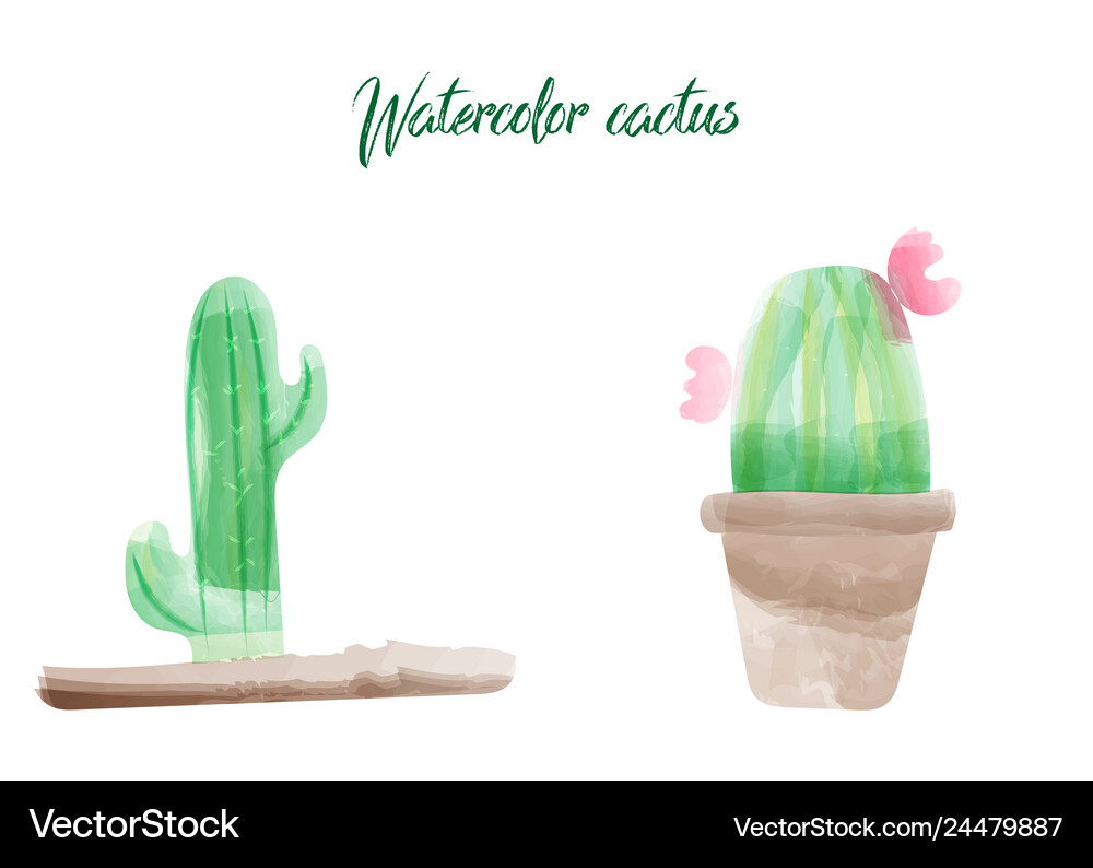 Cactus isolated on white background watercolor Vector Image