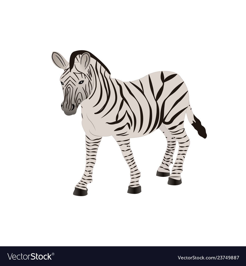 Zebra Royalty Free Vector Image - VectorStock