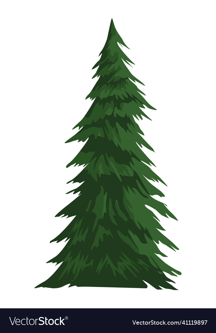 Pine tree plant Royalty Free Vector Image - VectorStock