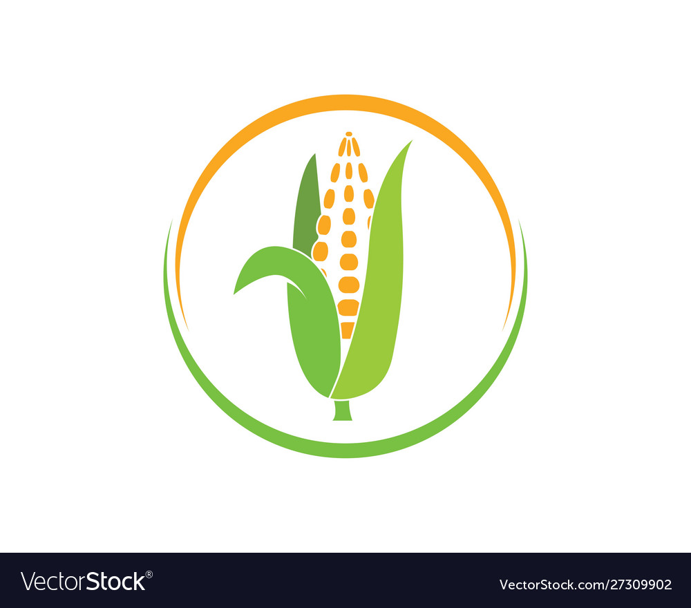 Corn icon design Royalty Free Vector Image - VectorStock