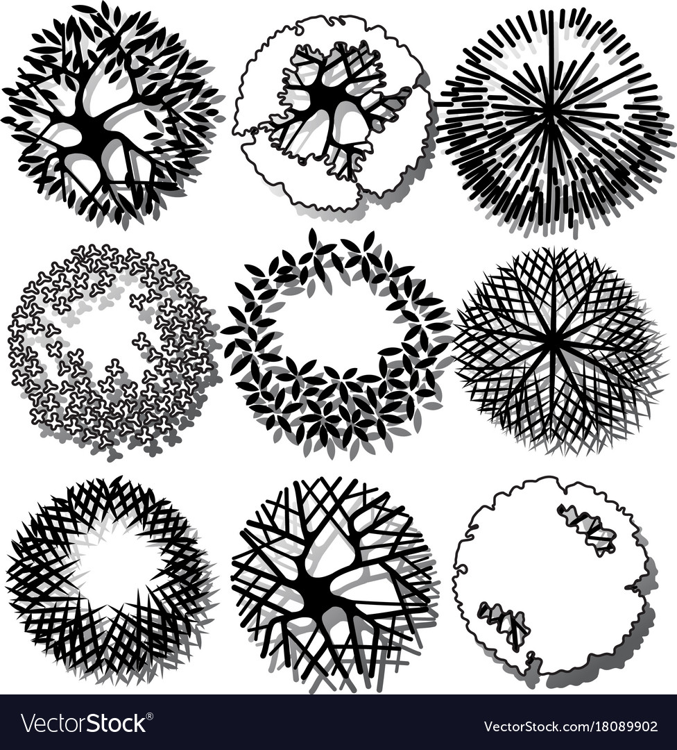 Tree top Royalty Free Vector Image - VectorStock