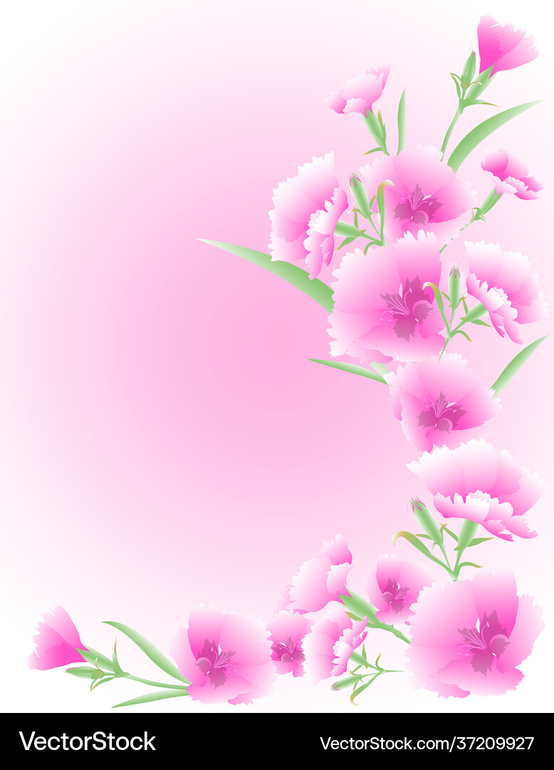 Pale pink carnations with leaves and buds Vector Image