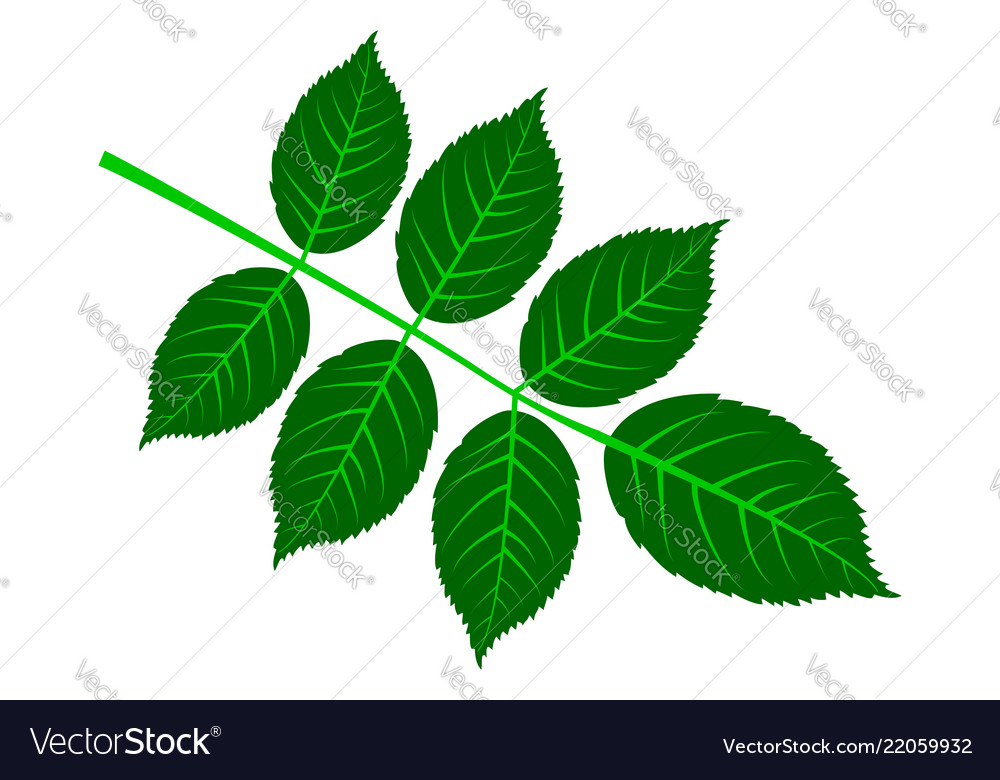 Walnut leaf Royalty Free Vector Image - VectorStock