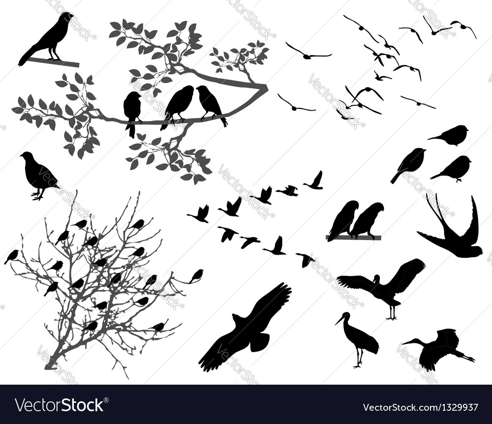 Birds Royalty Free Vector Image - VectorStock