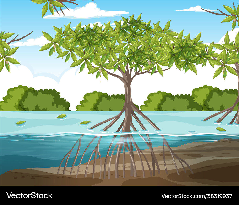 Nature scene with mangrove forest and roots Vector Image