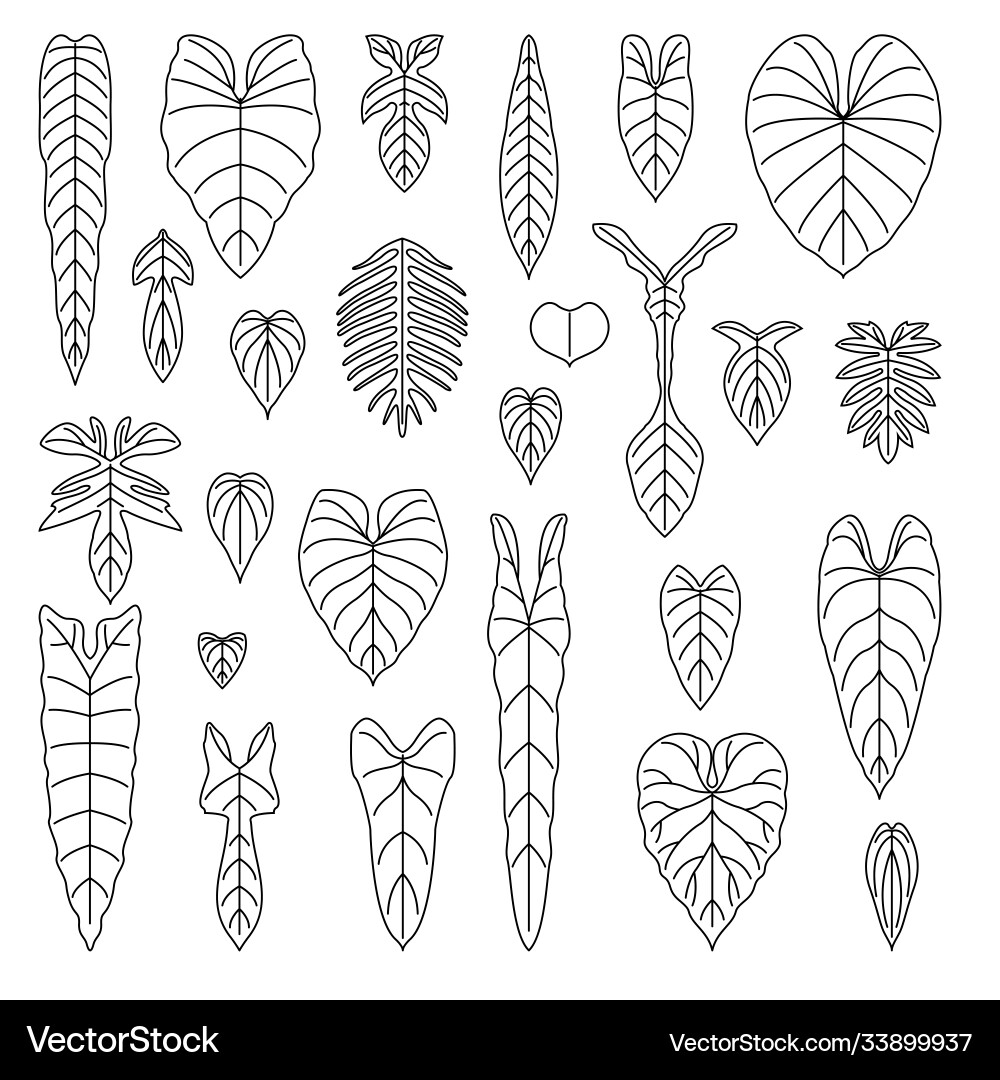 Philodendron species leaf line icons set Vector Image
