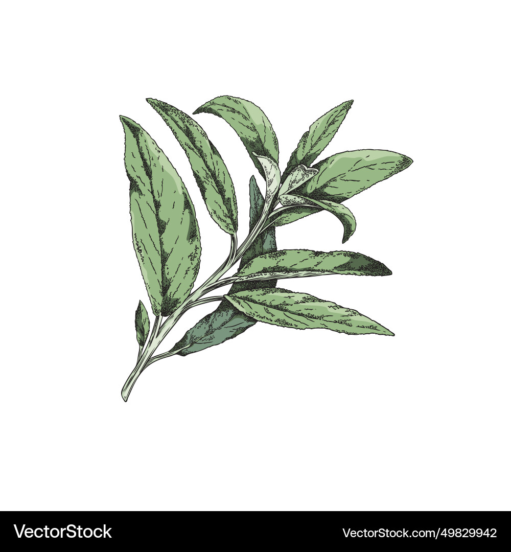 Sage branch color sketch Royalty Free Vector Image