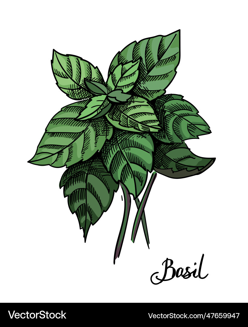 Green basil herb branch sketch hand drawn Vector Image