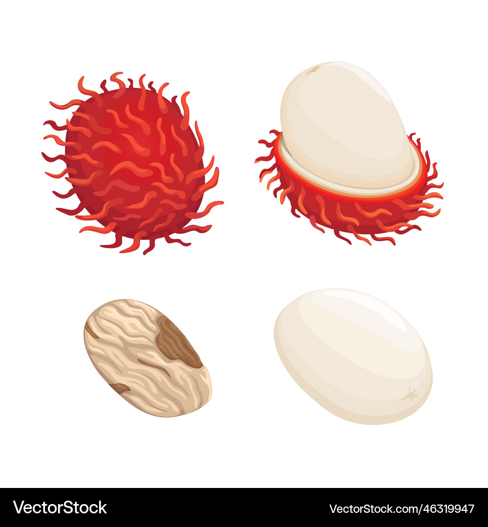 Rambutan aka hairy fruit sapindaceae exotic Vector Image