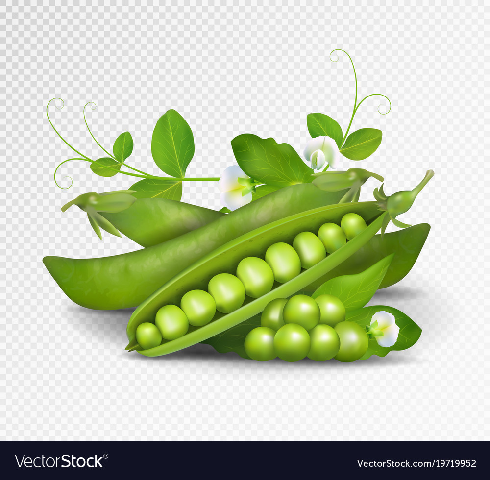 Green peas photo-realistic pods Royalty Free Vector Image
