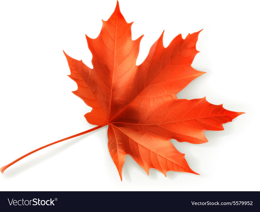 Red maple leaf object Royalty Free Vector Image
