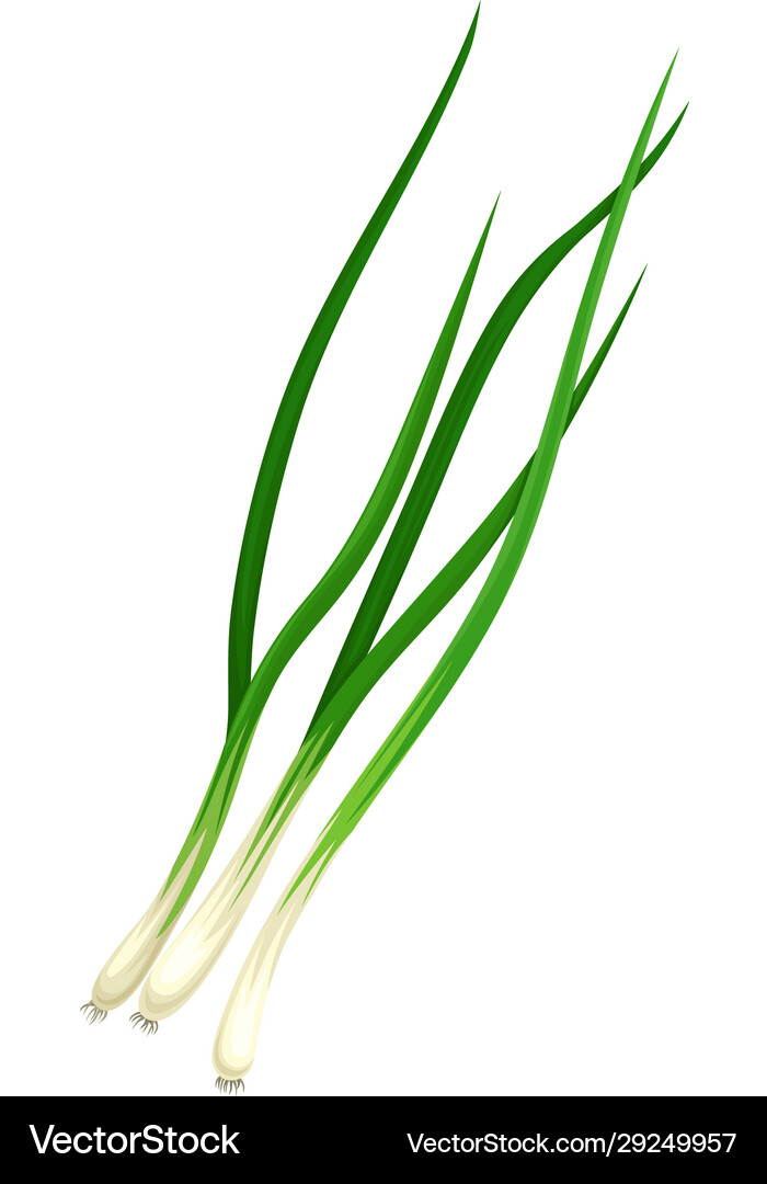 Chives twig as kitchen herb for cooking Royalty Free Vector
