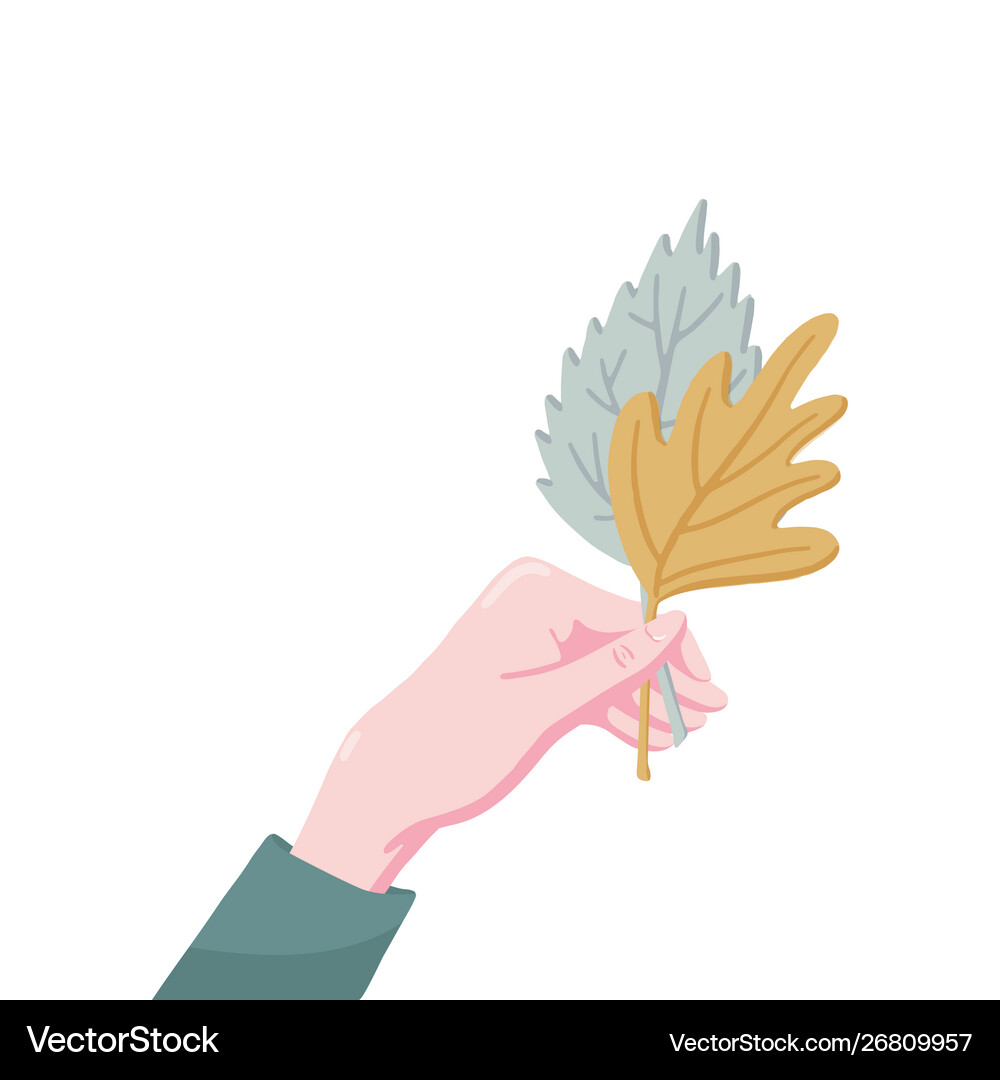 Human hand holding two fall autumn leaves Vector Image