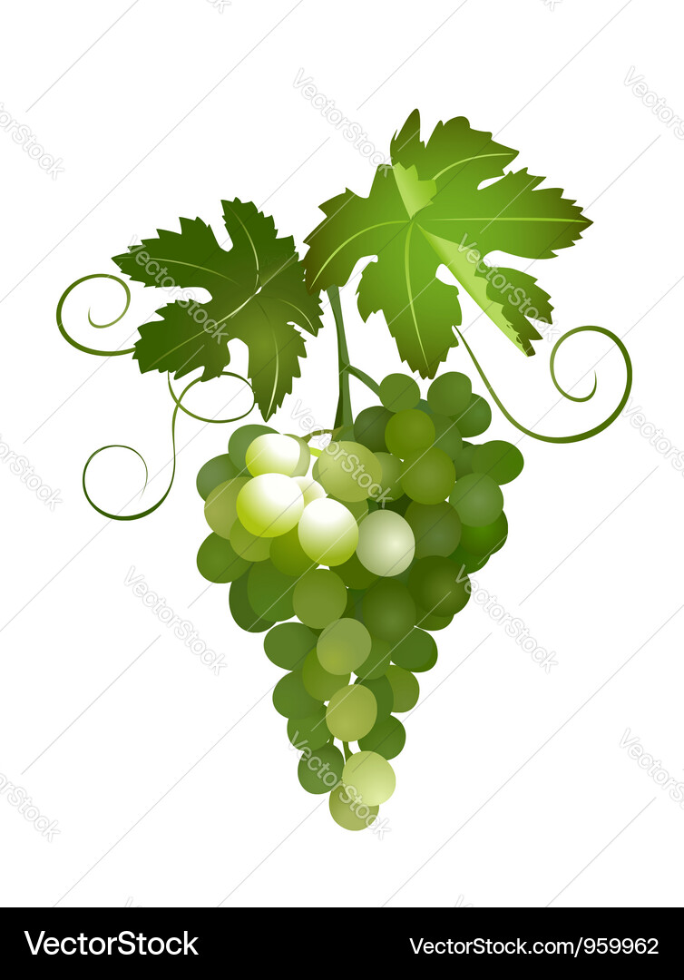 Bunch of Green Grapes Royalty Free Vector Image