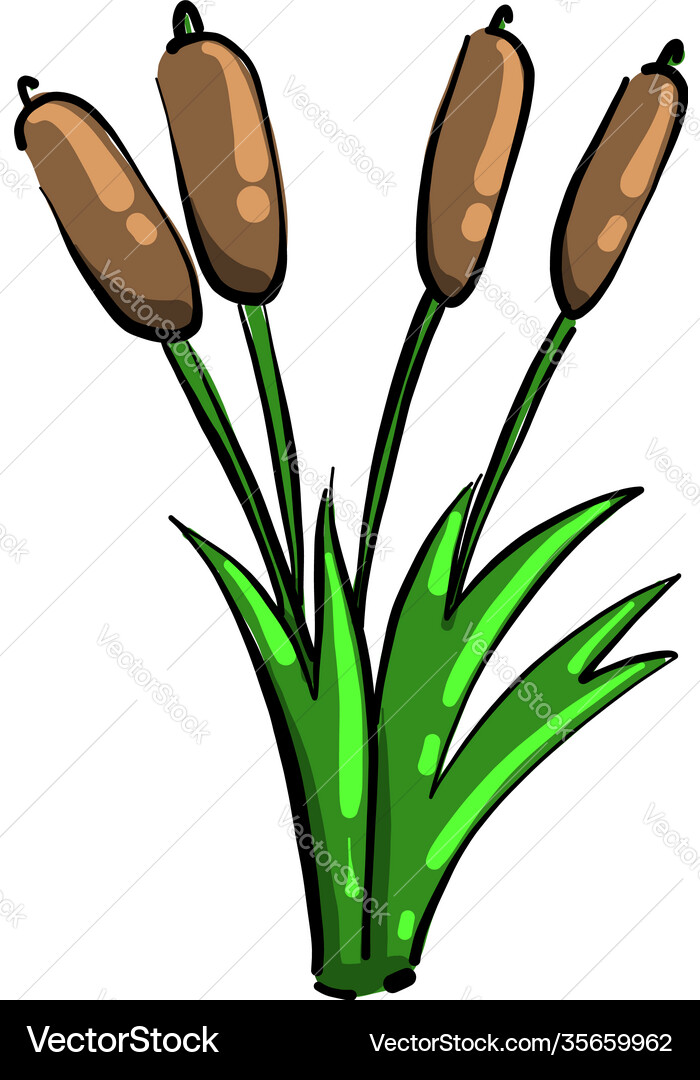 Four reeds on white background Royalty Free Vector Image