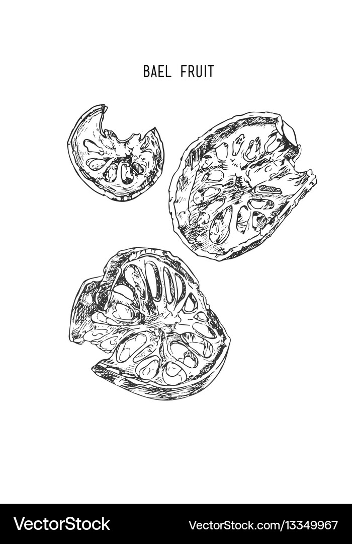 Bael fruit sketch line art hand drawn Royalty Free Vector