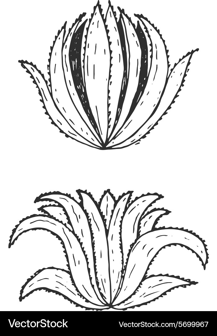 Hand drawn template of agave Royalty Free Vector Image