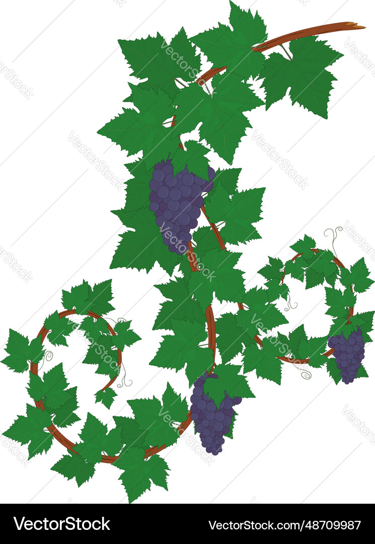 Grape vine with leaves and bunches Royalty Free Vector Image