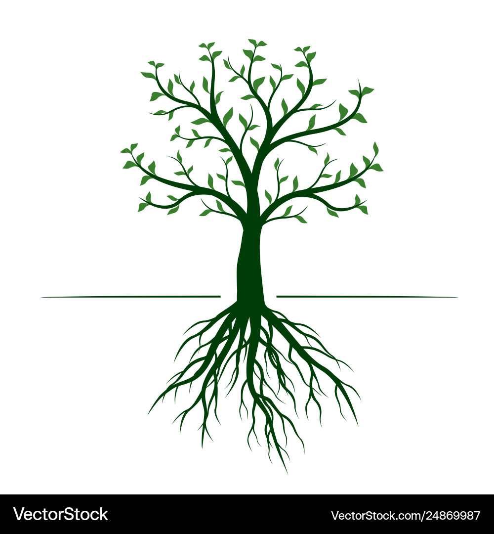 Green tree with leaves and roots on white Vector Image