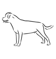 Rottweiler drawing engraving ink line art Vector Image