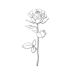 Deep contour rose top view isolated sketch Vector Image