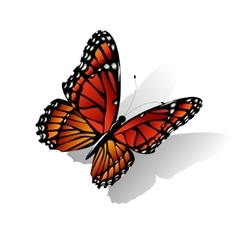 Monarch butterfly Royalty Free Vector Image - VectorStock