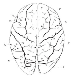 Human brain view from above Royalty Free Vector Image