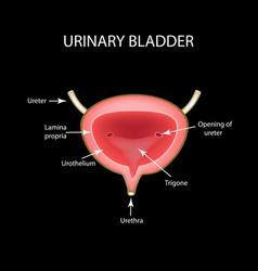 Anatomical structure urinary bladder Royalty Free Vector