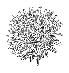 Aster Vector Images (over 3,100)