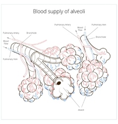 Cartoon human alveoli structure anatomy Royalty Free Vector