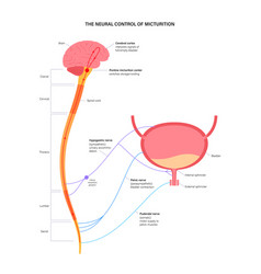 Micturition neural control Royalty Free Vector Image