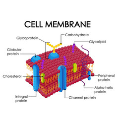 Diagram with plasma membrane Royalty Free Vector Image