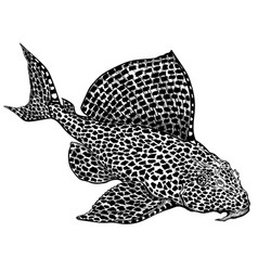 Aquarium fish sailfin pleco Royalty Free Vector Image
