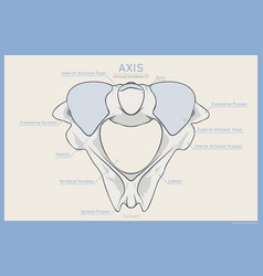 Anatomy of the second cervical vertebra axis c2 Vector Image