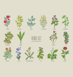 Medicinal herbs collection Royalty Free Vector Image
