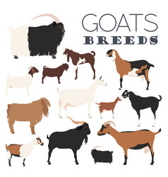 Goat breeds infographic template animal farming Vector Image