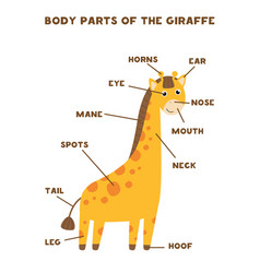 Body parts tiger animals anatomy Royalty Free Vector Image