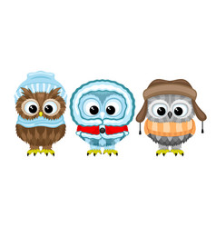 Owls in winter hats colored Royalty Free Vector Image