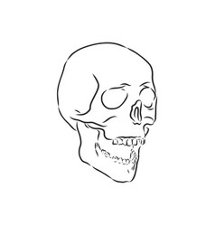 Hand painting human skull human skull sketch Vector Image