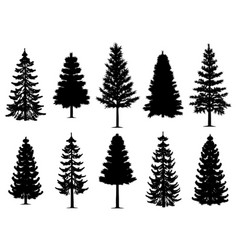 Pine trees collection Royalty Free Vector Image