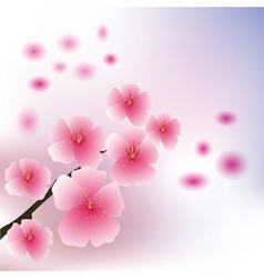 Spring pink flowers sakura japan cherry tree Vector Image