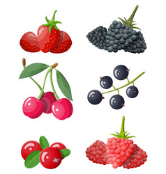 Cranberry red currants gooseberry Royalty Free Vector Image Cranberry red currants gooseberry Royalty Free Vector Image