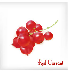 Red currant set Royalty Free Vector Image - VectorStock