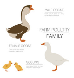 Poultry farming chicken turkey duck goose family Vector Image